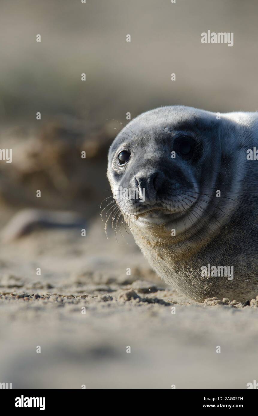 Grey Seals at Winterton on sea beach Stock Photo - Alamy