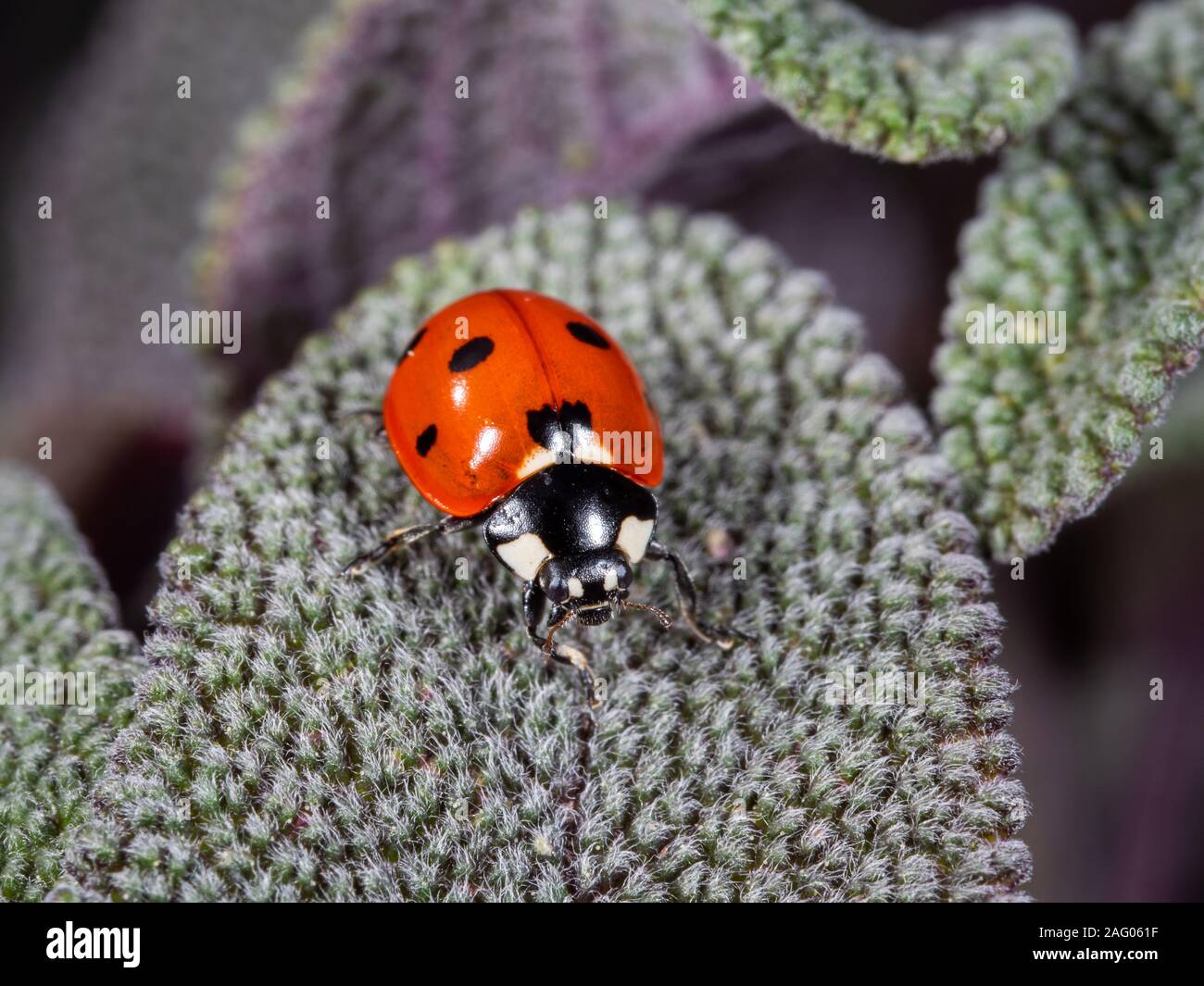 7 spotted lady bird hi-res stock photography and images - Alamy