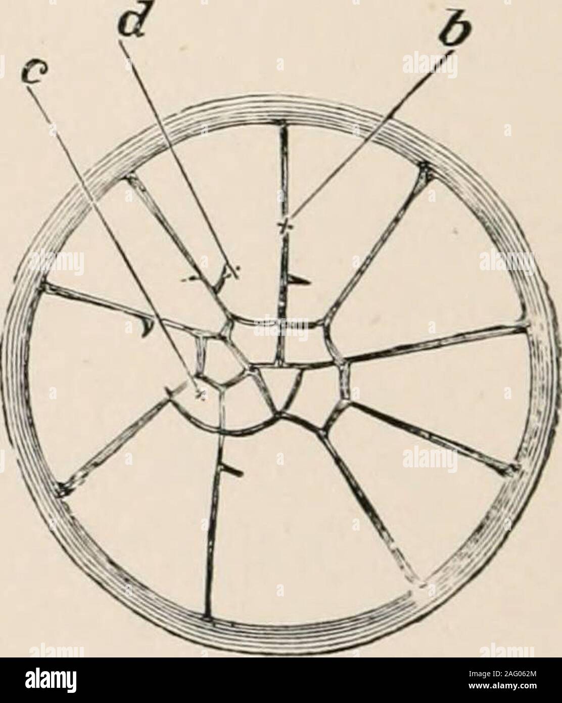 Germinal stage hi-res stock photography and images - Alamy