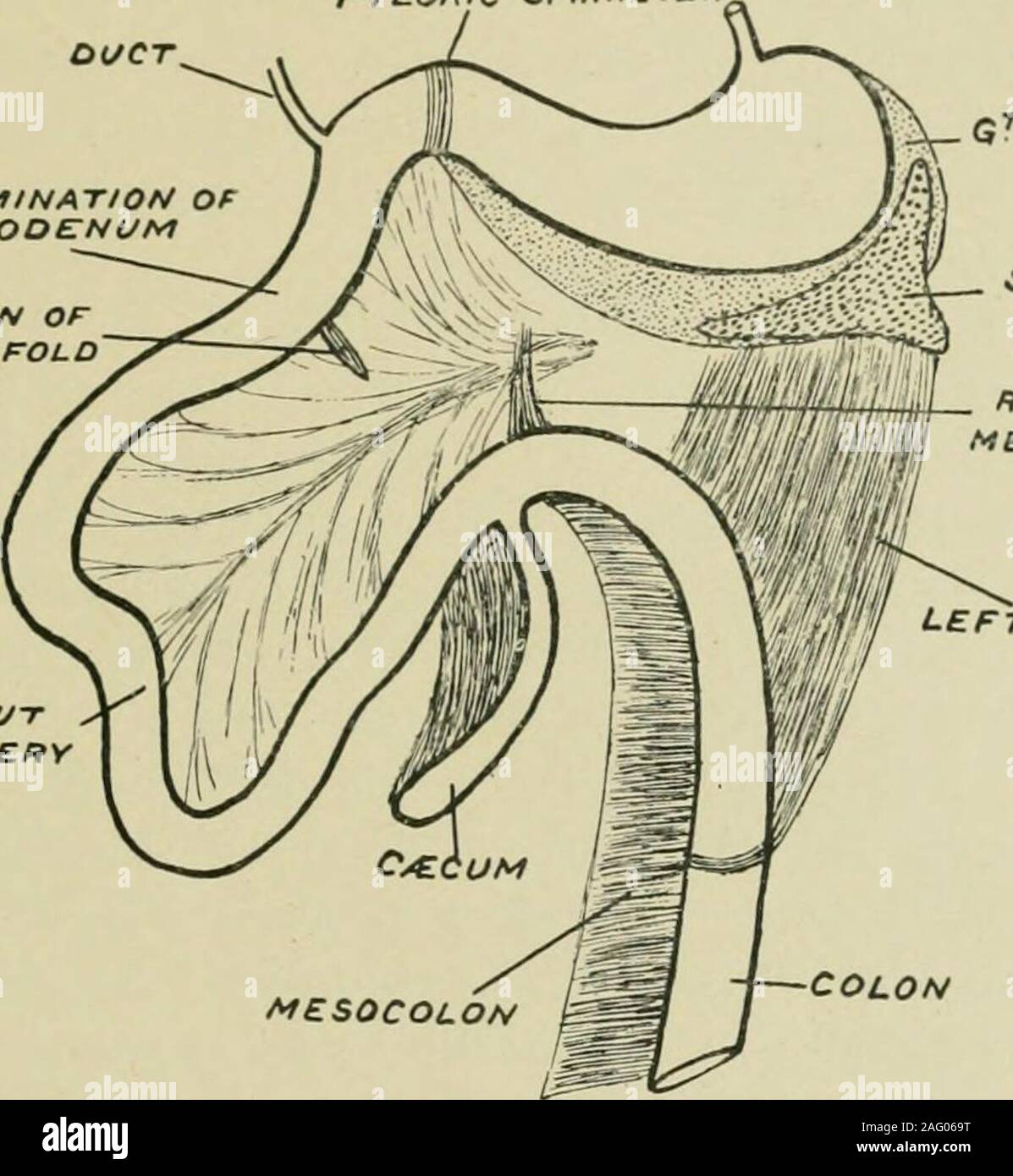 Mesenteries Anatomy Anatomy Drawing Diagram The Anatomy Of The Horse,