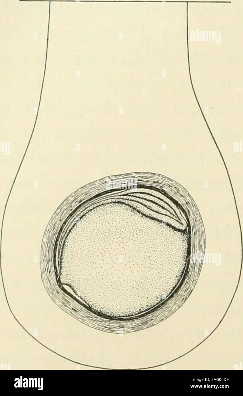 Gelatinous appearance hi-res stock photography and images - Alamy