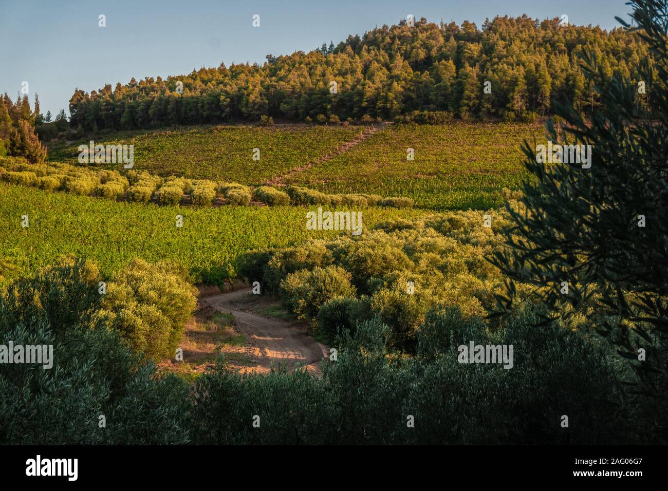 Sandy road through green fields in Greece horizontal Stock Photo - Alamy