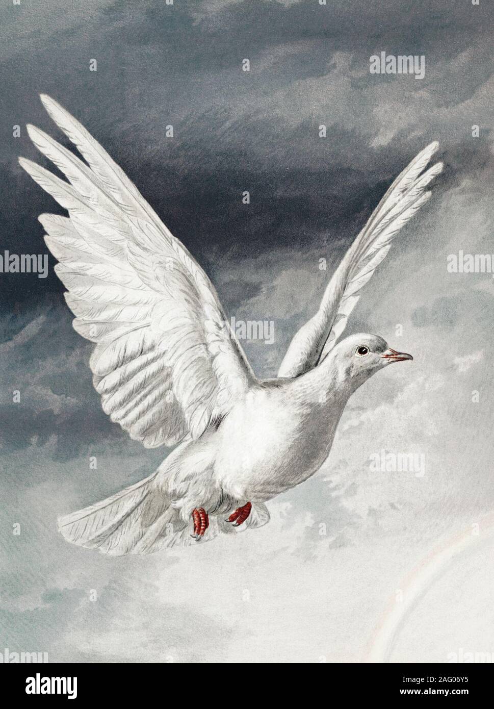 vintage natural history illustration Stock Photo - Alamy