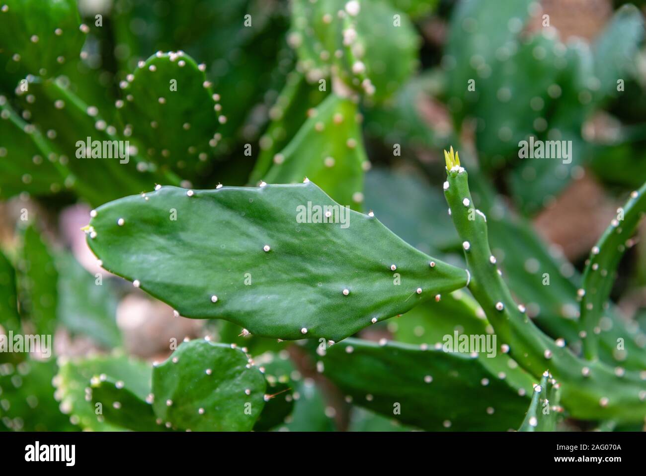 Close up view of Brasiliopuntia brasiliensis, cactus with thin ...