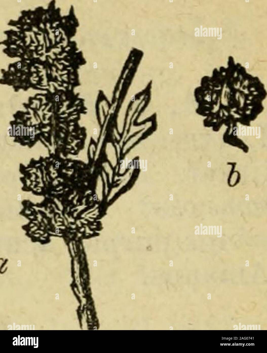 3 pinnatisect hi-res stock photography and images - Alamy