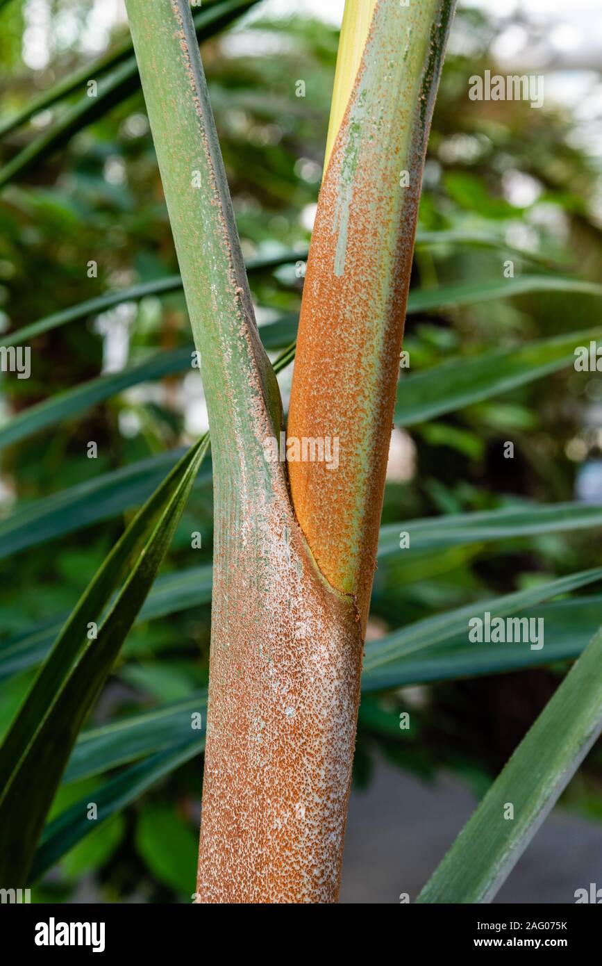 Dypsis pembana hi-res stock photography and images - Alamy