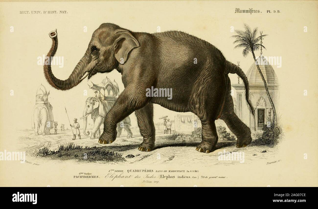 vintage natural history illustration Stock Photo - Alamy
