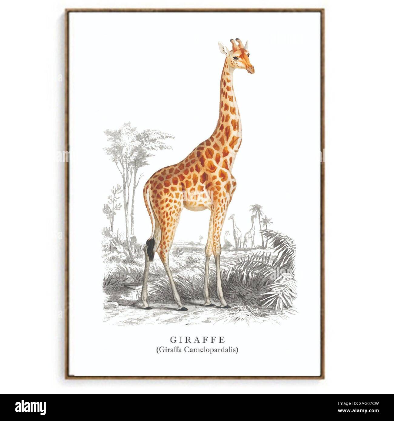 vintage animals art Stock Photo - Alamy