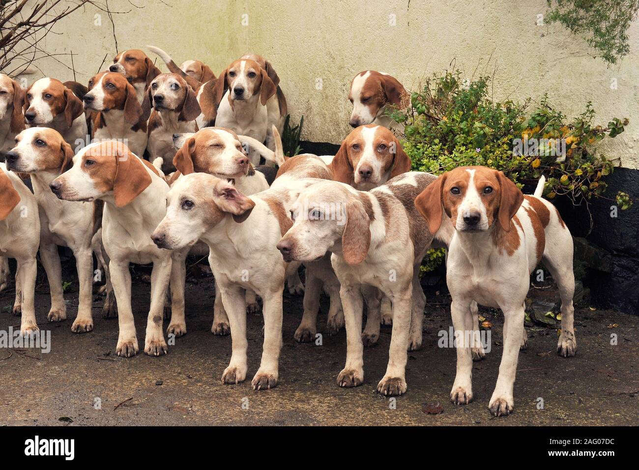 Hunting beagles hi-res stock photography and images - Alamy