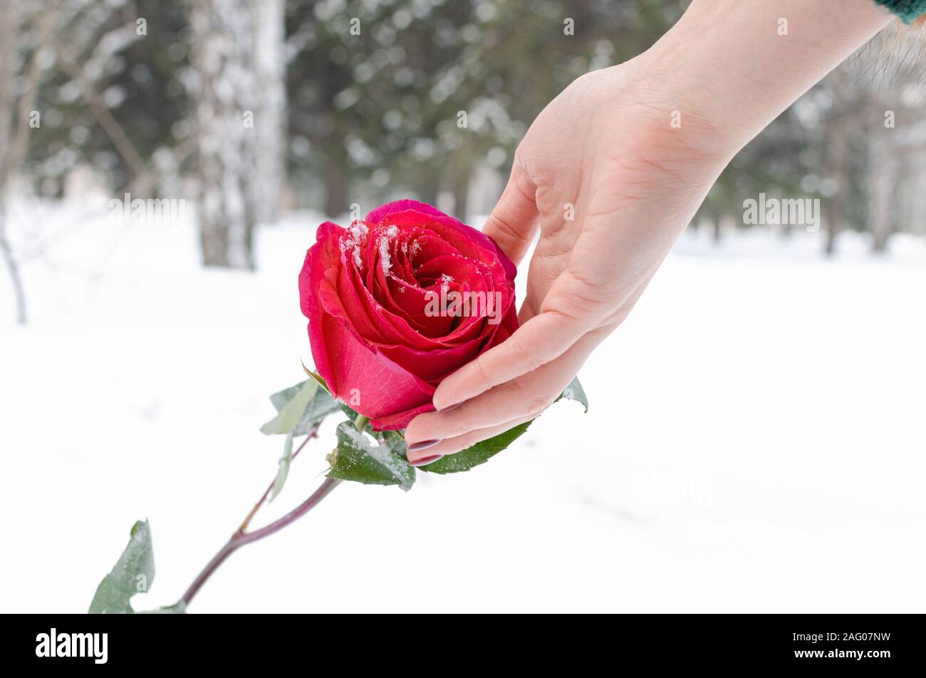Red rose and female hand over winter snow background Stock Photo - Alamy