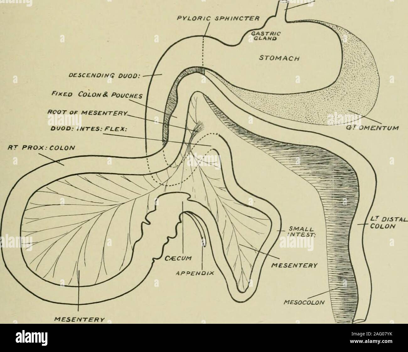 Duodenal flexure hi-res stock photography and images - Alamy