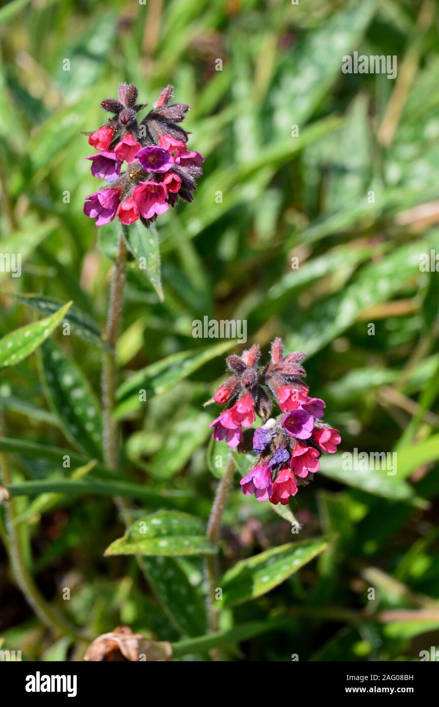 Pink/Purple Pulmonaria 'Raspberry Splash' (Lungwort) Flowers grown in a ...