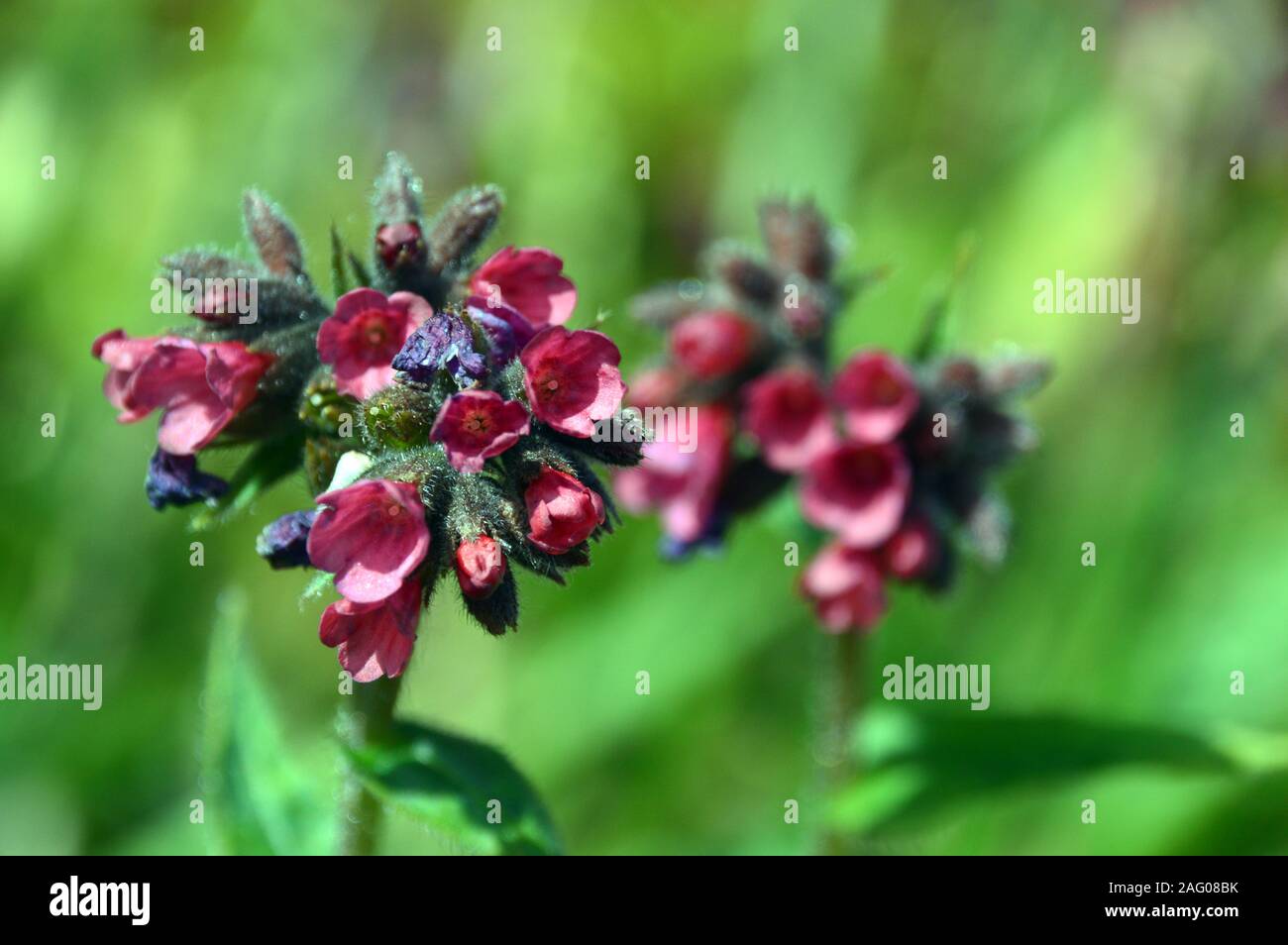 Pink/Purple Pulmonaria 'Raspberry Splash' (Lungwort) Flowers grown in a ...