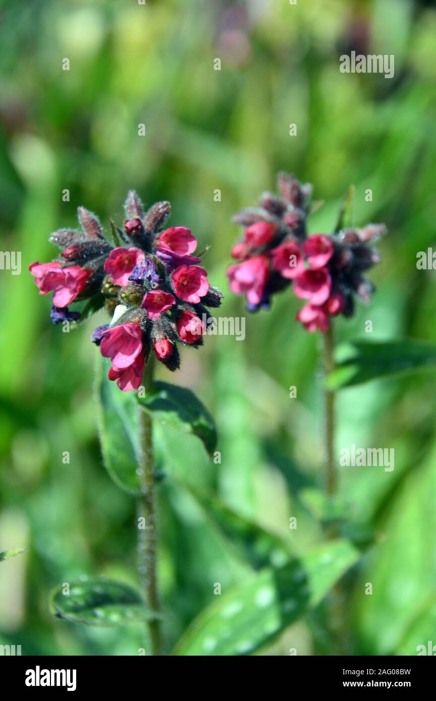 Pink/Purple Pulmonaria 'Raspberry Splash' (Lungwort) Flowers grown in a ...