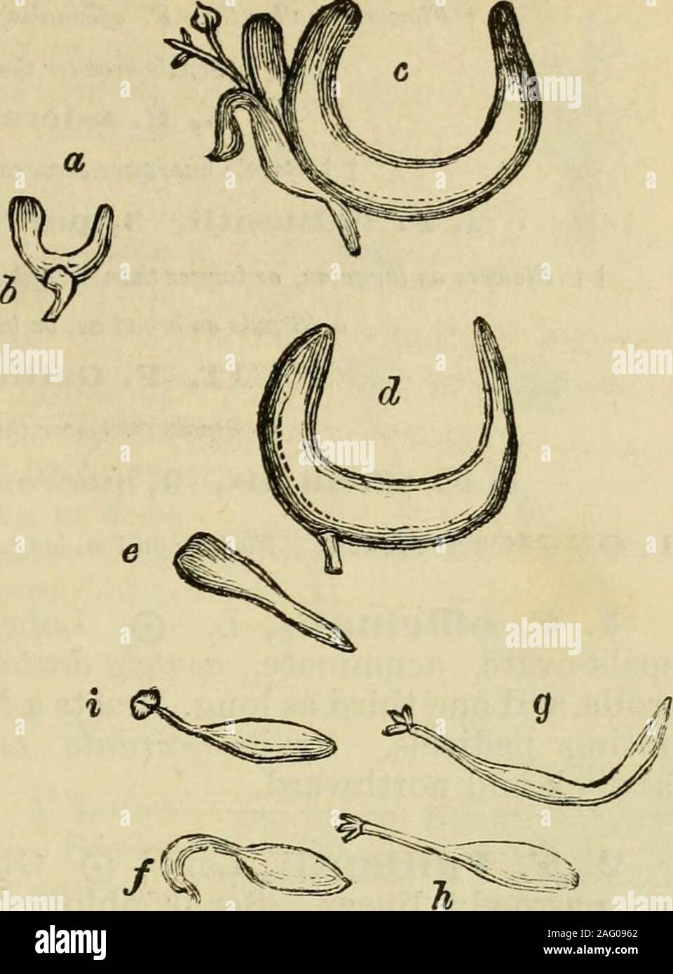 Fumitory family hi-res stock photography and images - Alamy