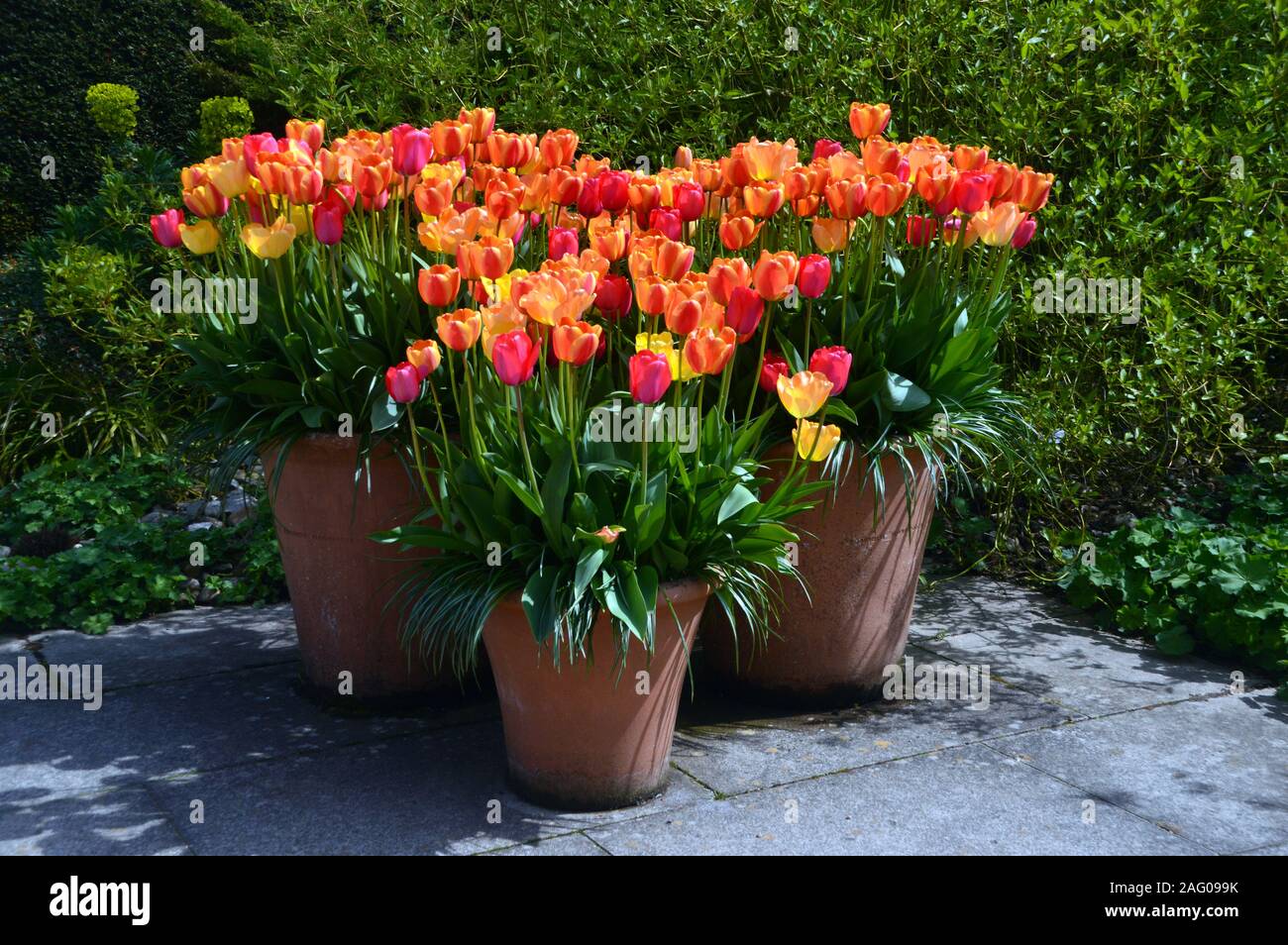 Three Round Terracotta Flowerpots of Red,Orange & Yellow Tulips on ...