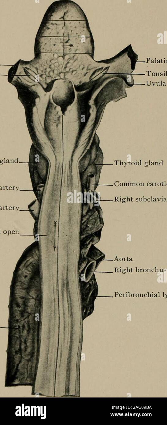 Esophagus And Trachea Cadaver