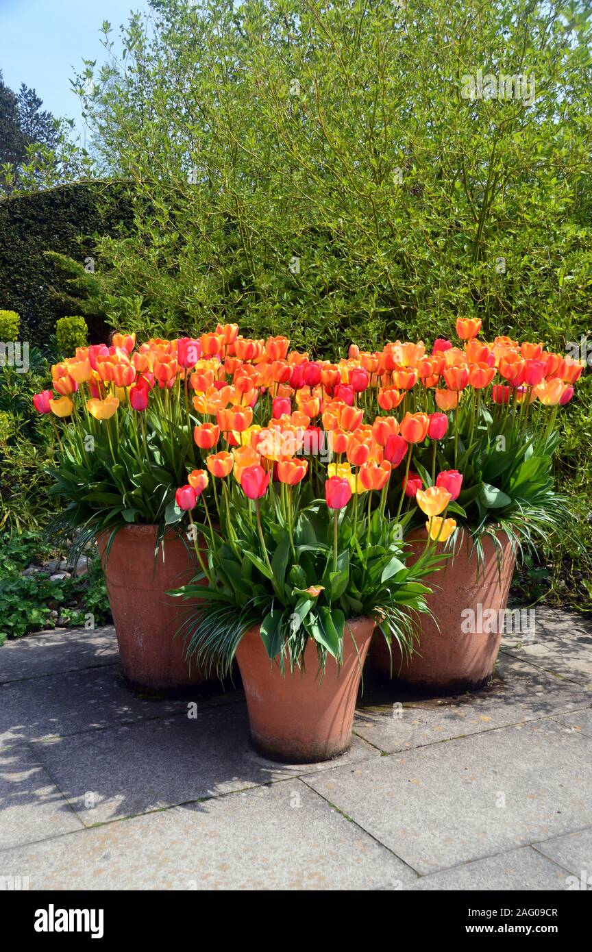 Three Round Terracotta Flowerpots of Red,Orange & Yellow Tulips on ...