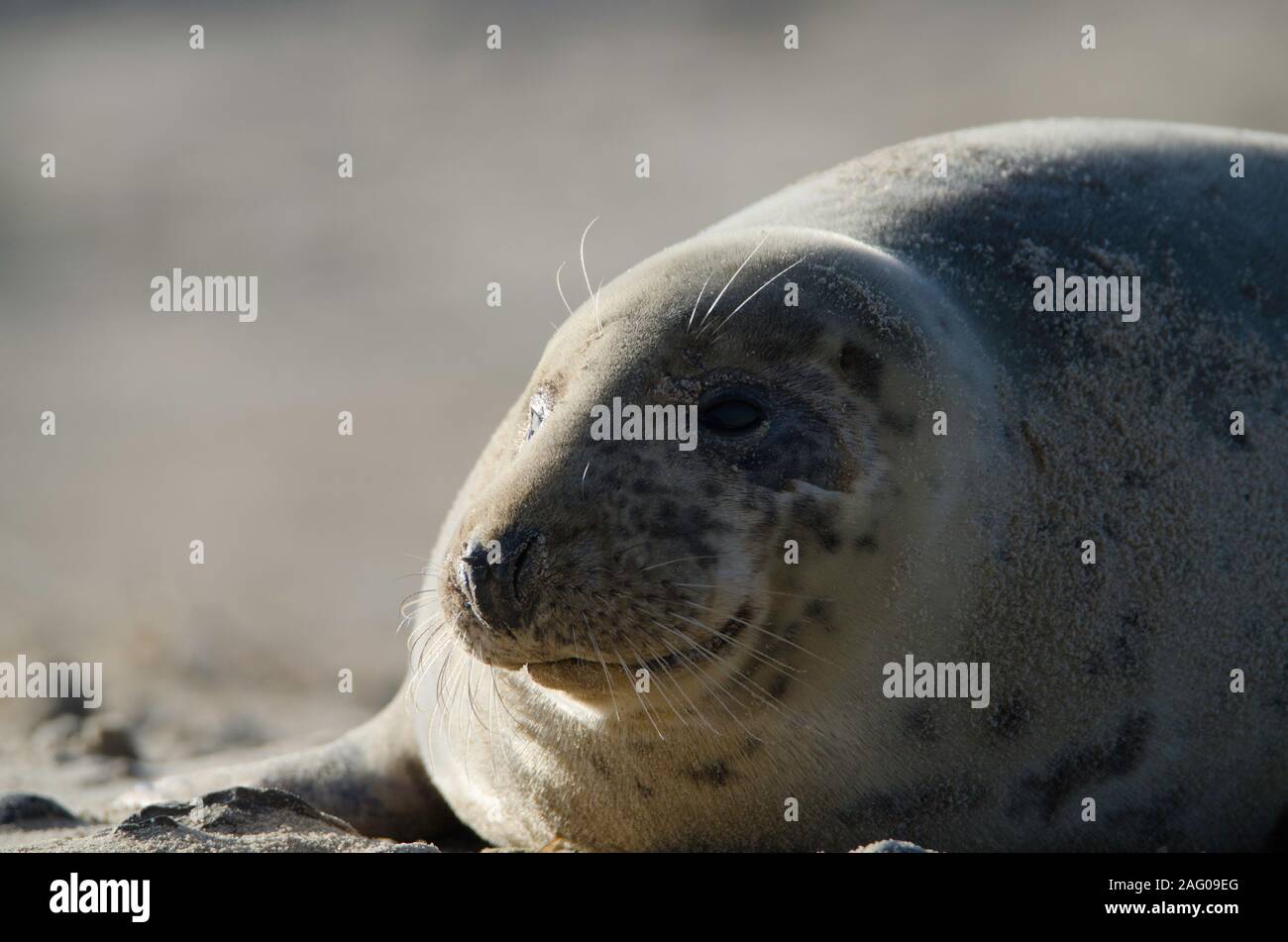 Grey Seals at Winterton on sea beach Stock Photo - Alamy