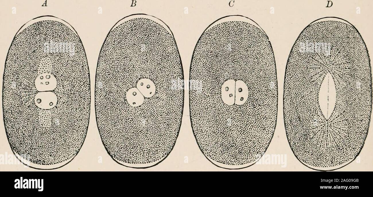 Protoplasm hi-res stock photography and images - Alamy