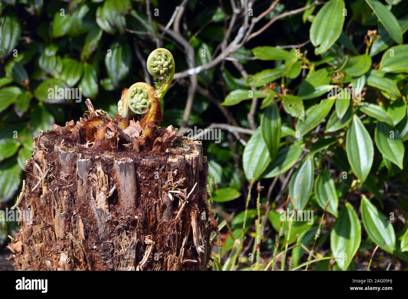 Two Fiddleheads Curly Ferns 'Scrolls' Growing out of Tree Stump at RHS ...