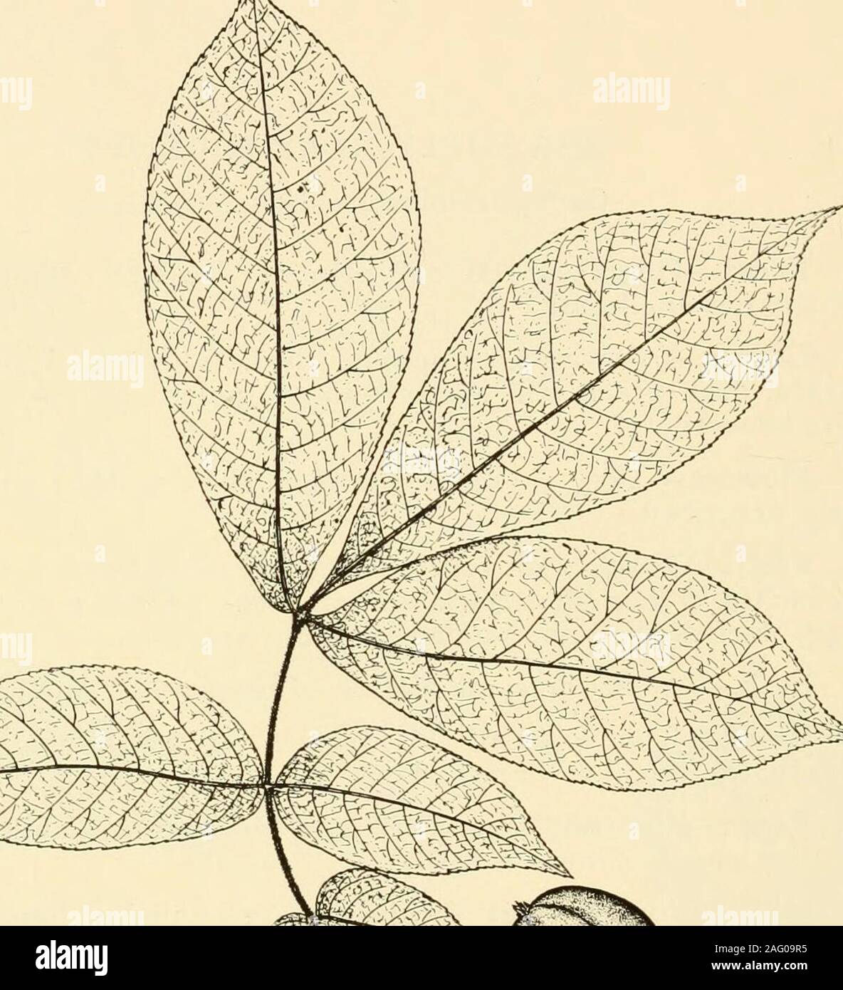 It is an edible thick shelled fruit hi-res stock photography and images ...