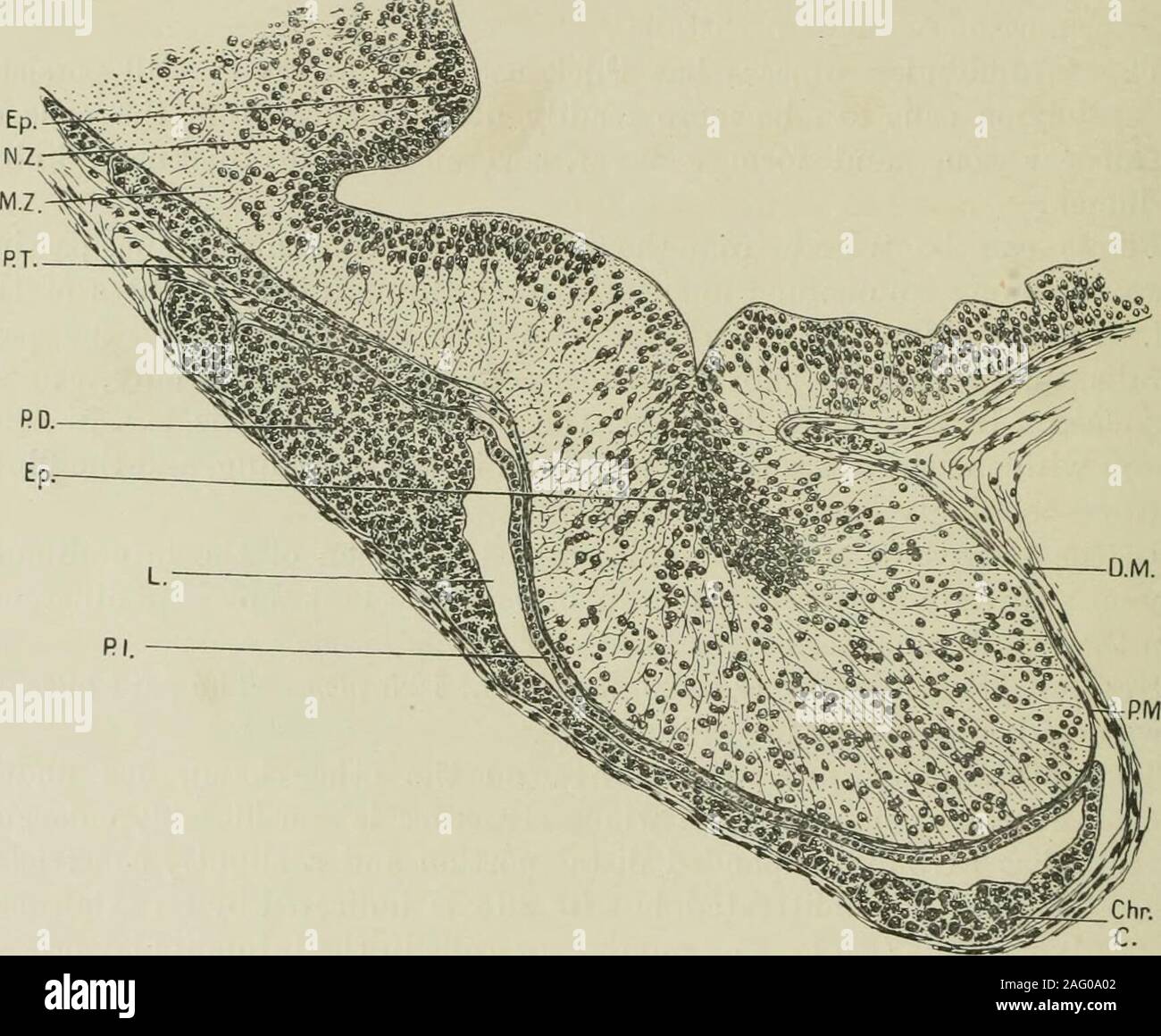 . Journal of anatomy. are uniformly distributed, so that even in ...