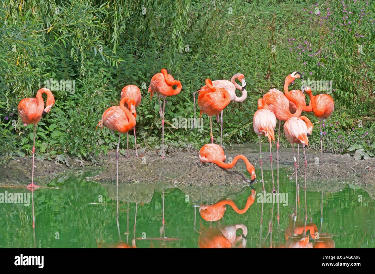Rosy flamingo hi-res stock photography and images - Alamy