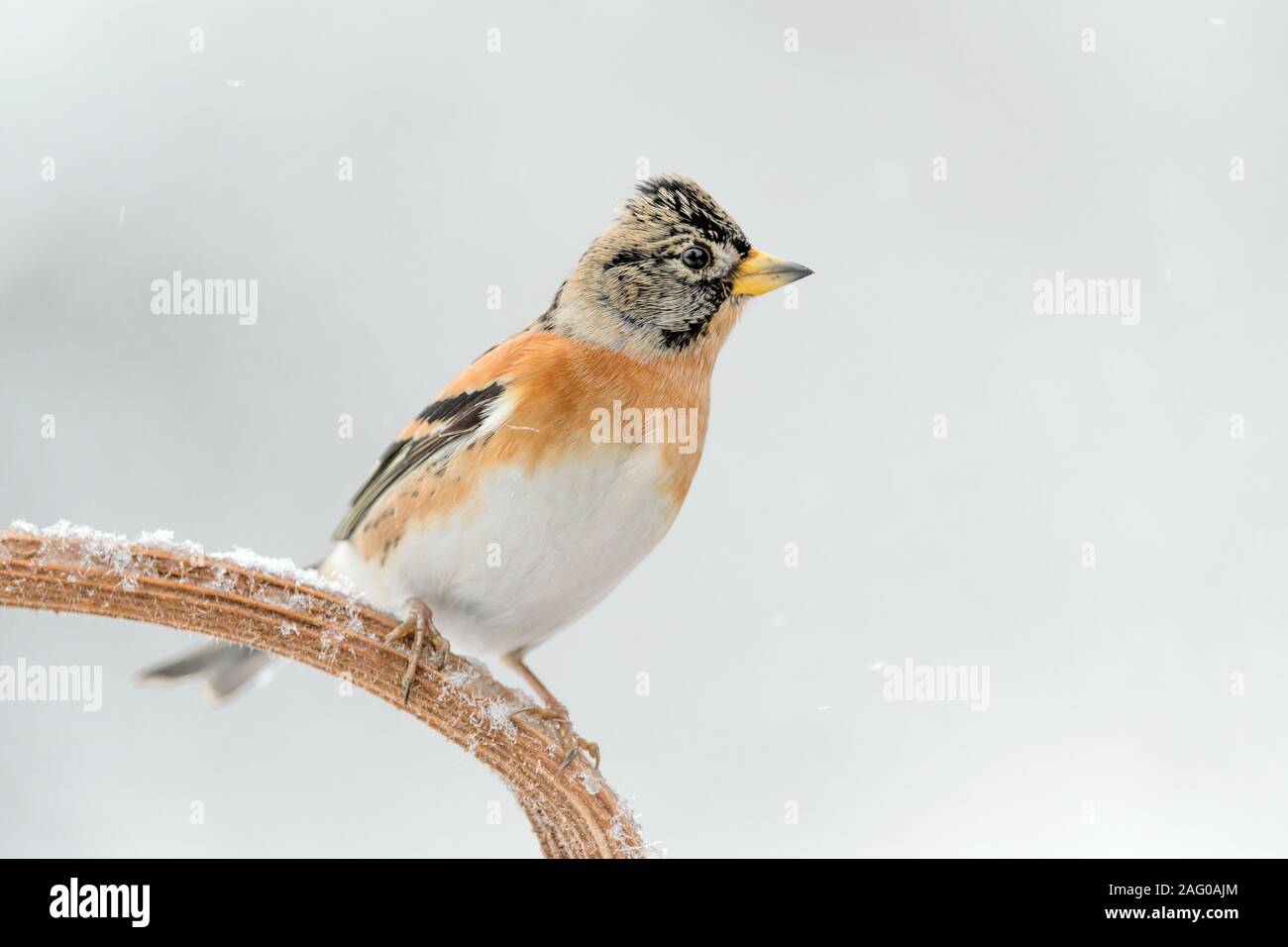Brambling nest hi-res stock photography and images - Alamy