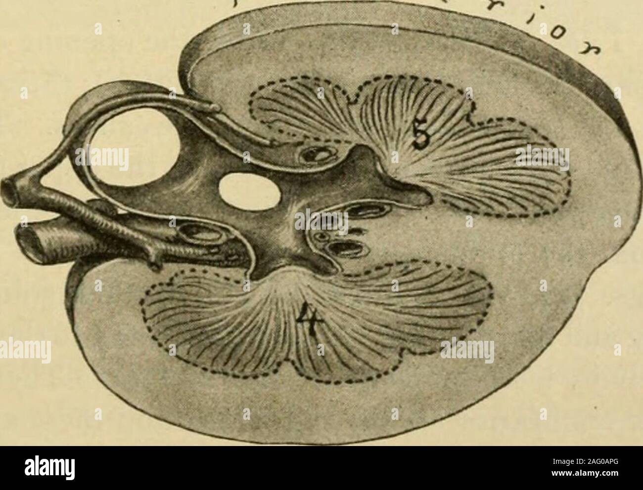 . Manual of operative surgery. #P)^ 8 Fig. 782.—{Broedel.)p o S t ^ e ...