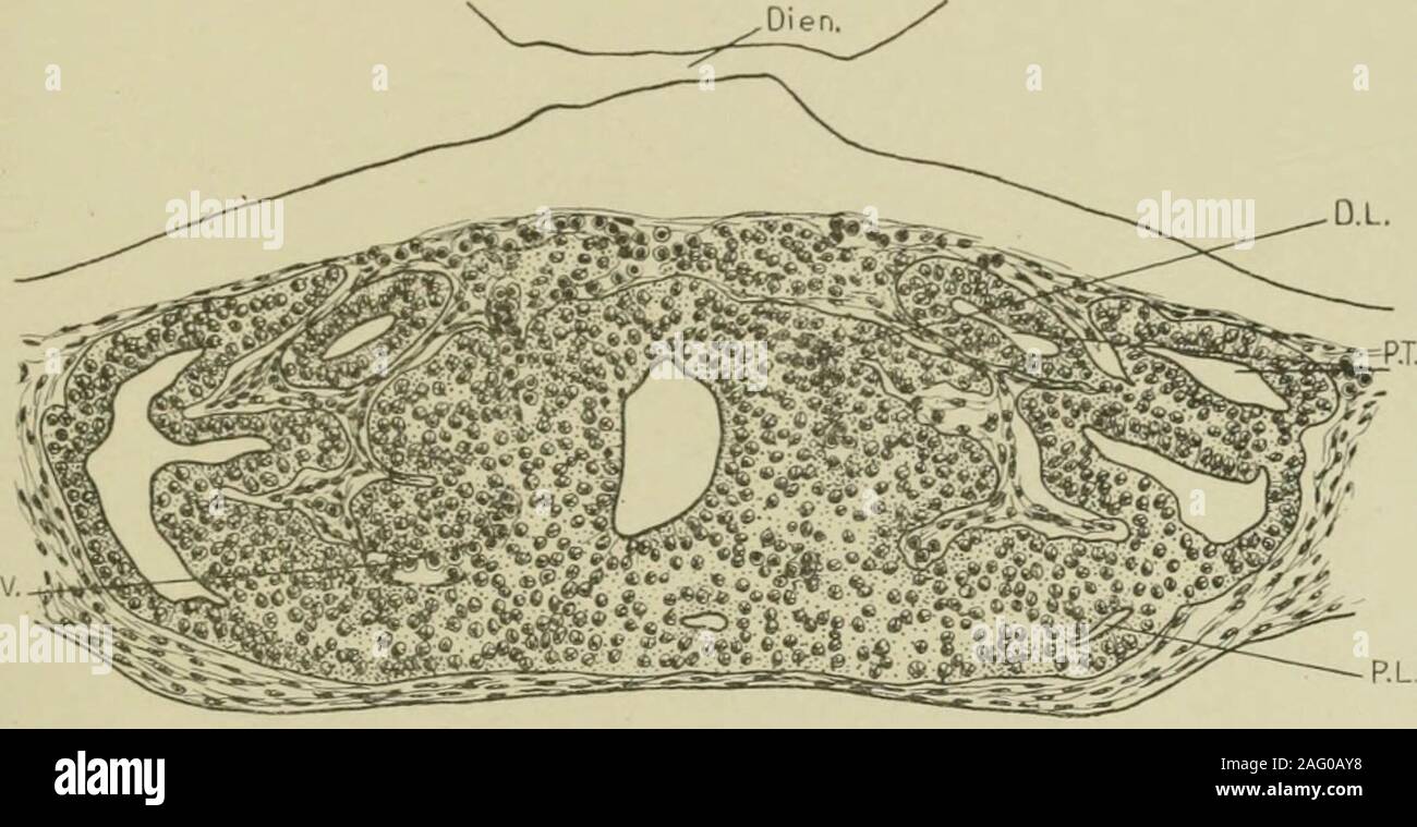 . Journal of anatomy. s .stage is the very rich supply of capillaries ...