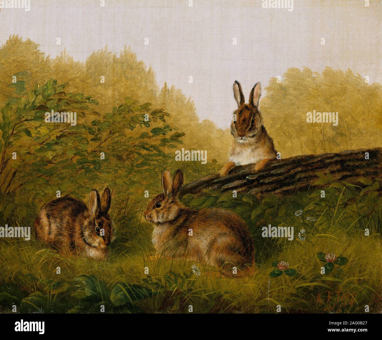 Rabbit log hi-res stock photography and images - Alamy