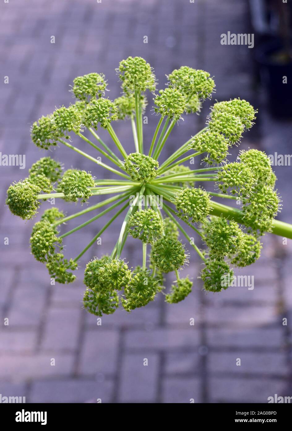 Angelica archangelica (Garden Angelica, Wild Celery, Norwegian Angelica ...
