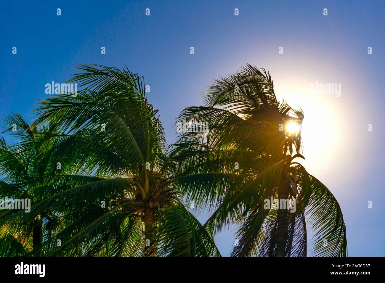 Coconut trees on the beach in Thailand Was waved by the wind and there ...
