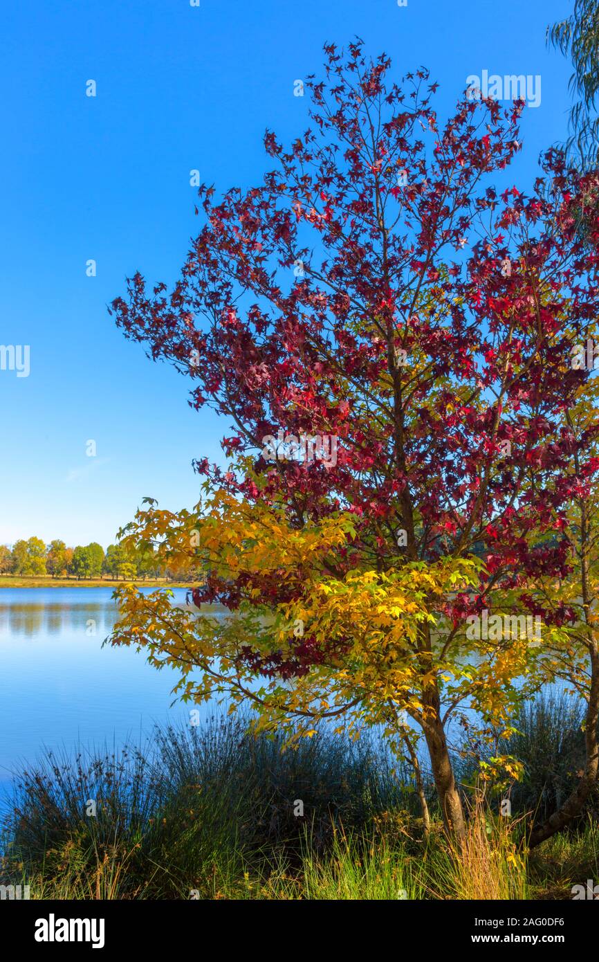 Autumn coloured tree at the water Stock Photo - Alamy