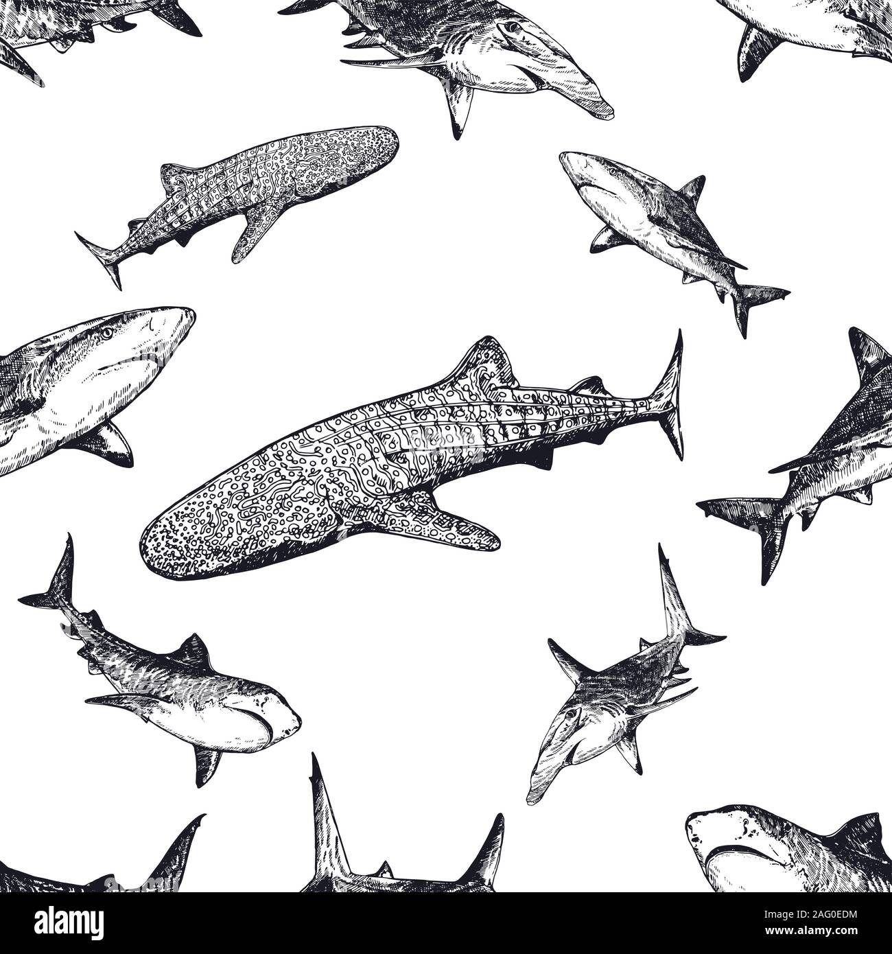 Bull sharks Stock Vector Images - Alamy