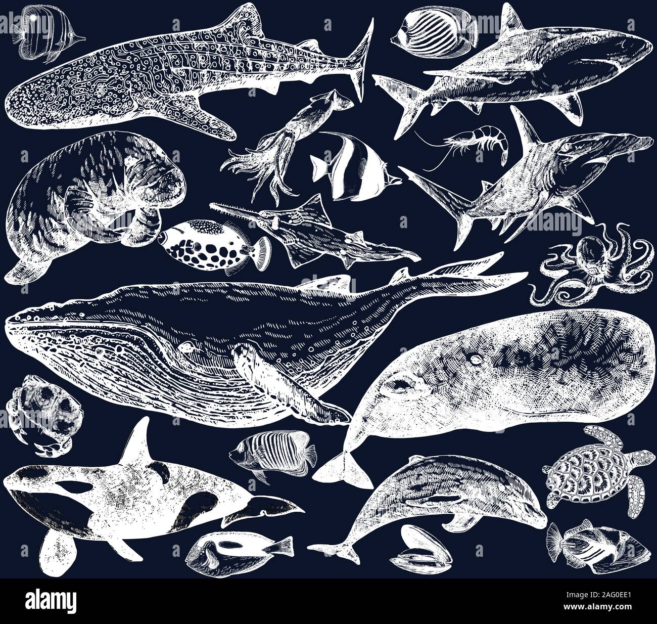 Chalk drawing of shark hi-res stock photography and images - Alamy