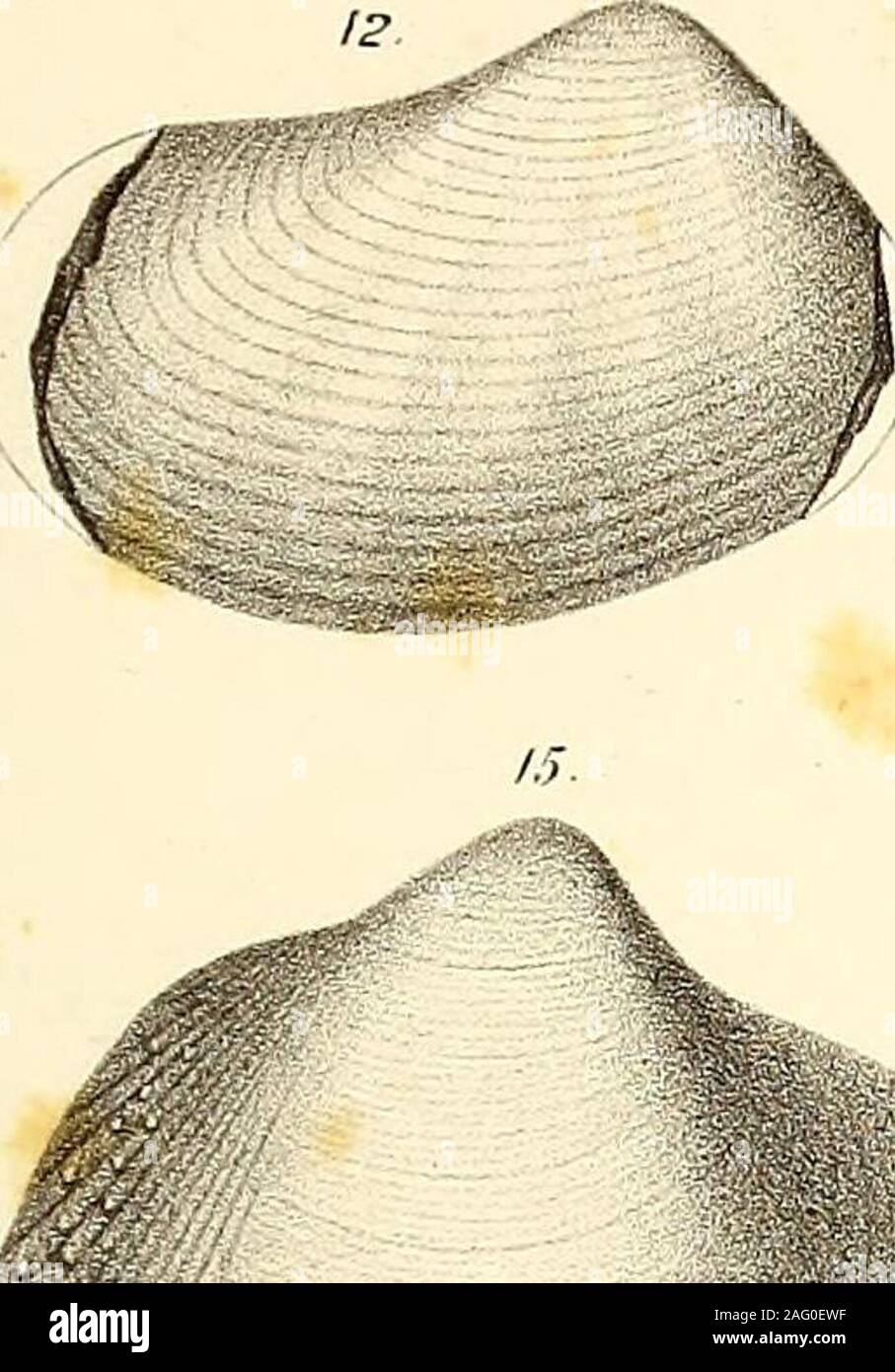 Exogyra hi-res stock photography and images - Alamy