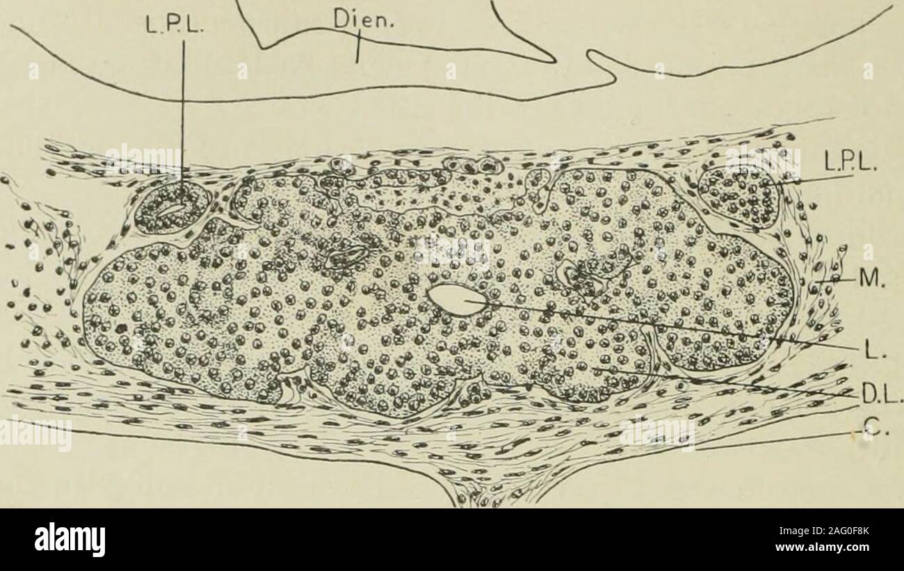 . Journal of anatomy. is muchless distinct, its median portion being ...