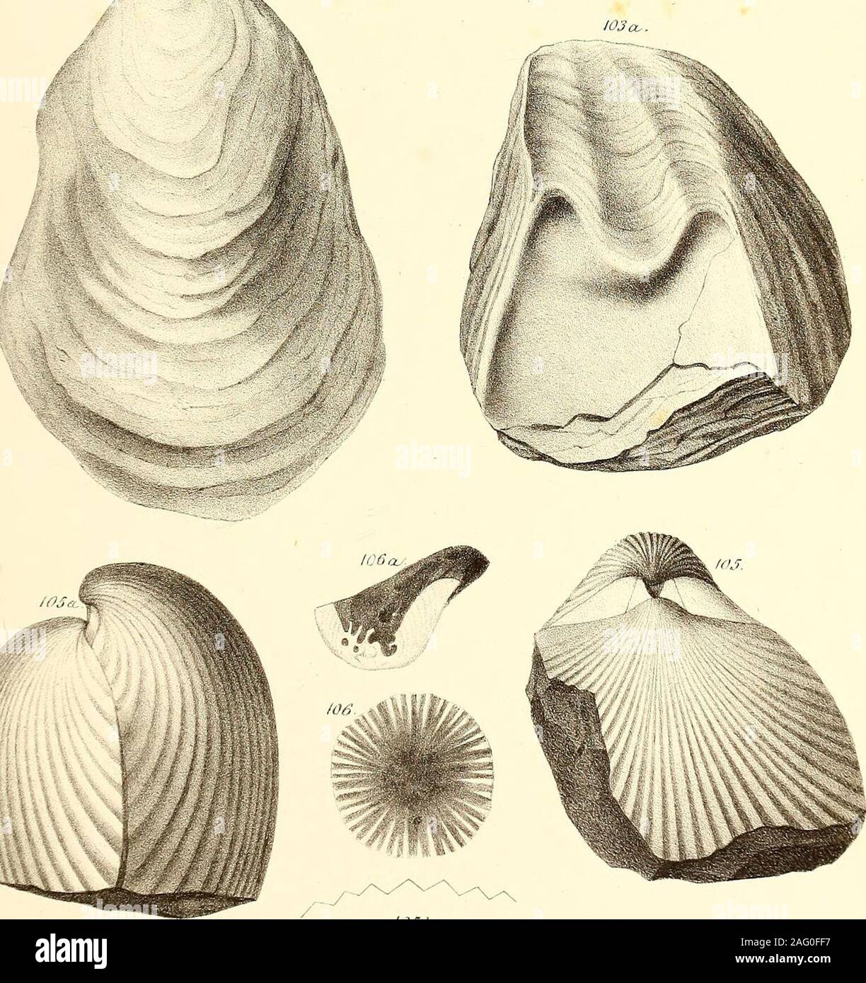 Tabulata hi-res stock photography and images - Alamy