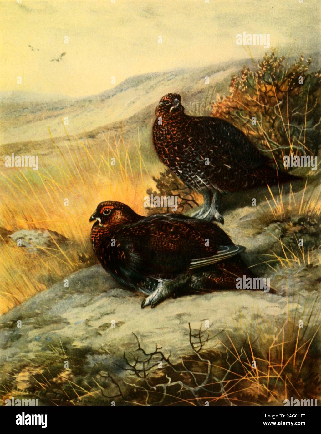'Red Grouse', 1908, (1942). Game birds, from "Natural History of ...