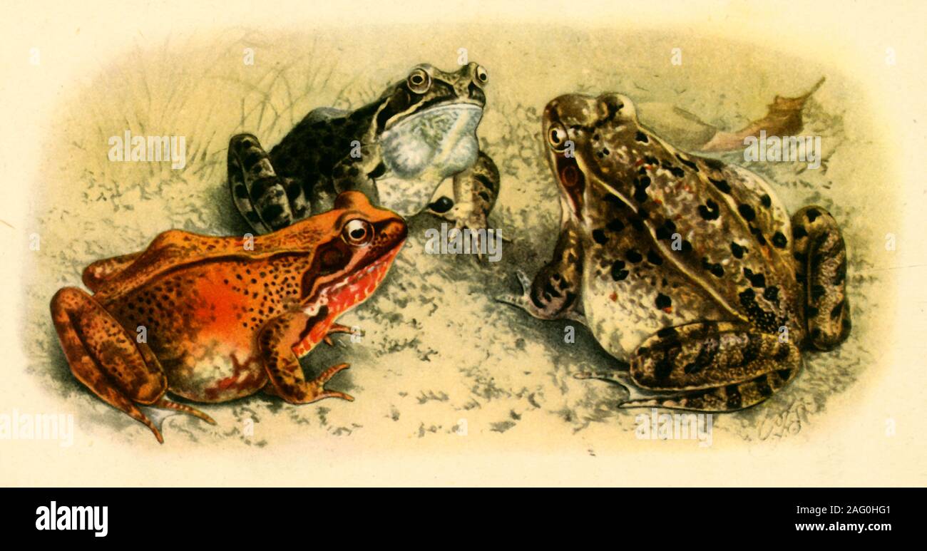 Frank fraser hi-res stock photography and images - Alamy