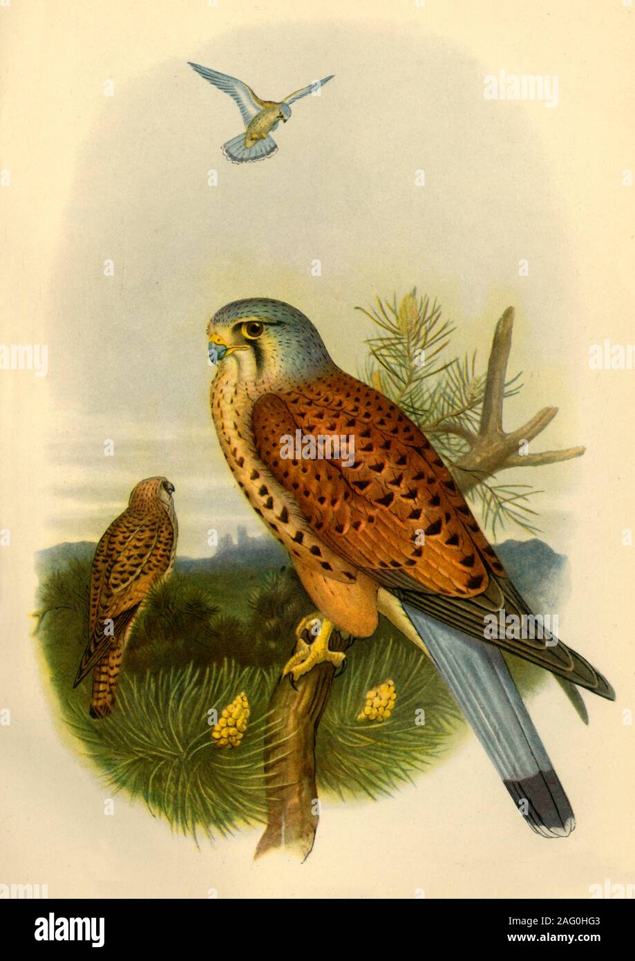 Birds of britain hi-res stock photography and images - Alamy