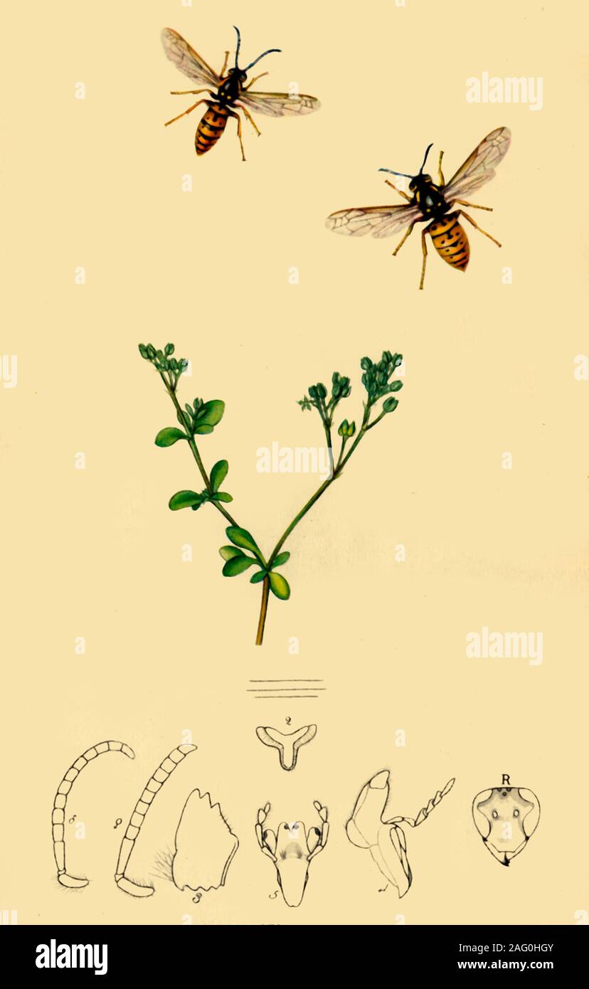 Anchor faced wasp hi-res stock photography and images - Alamy