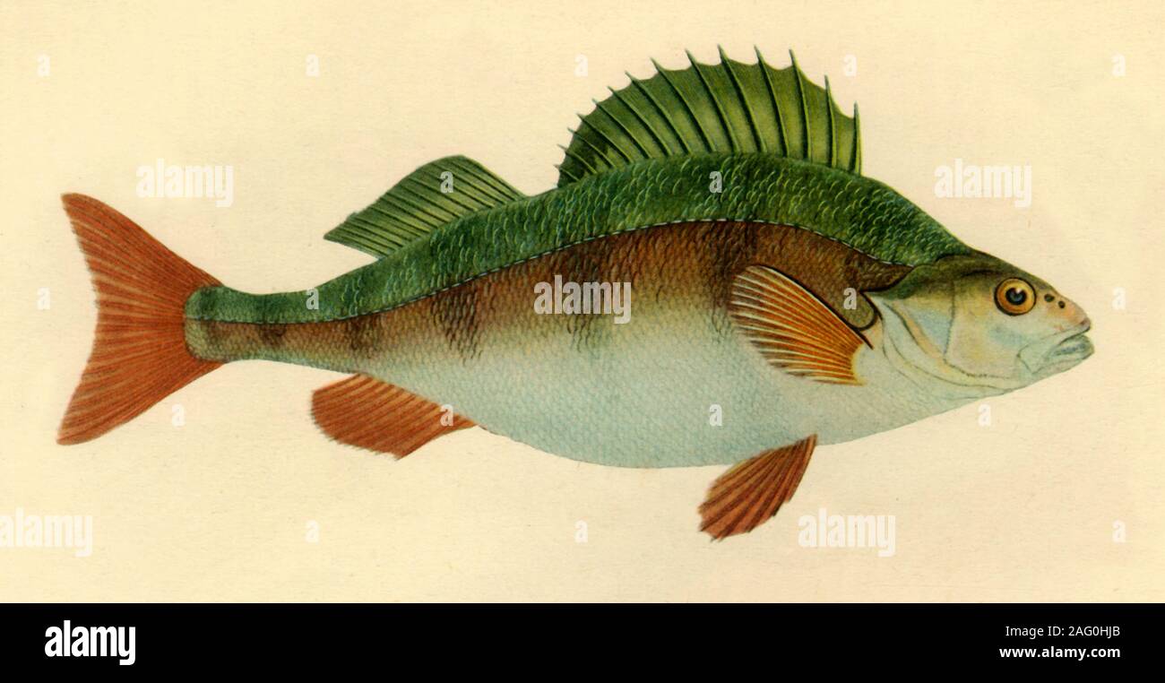Perch, 1804, (1946). Freshwater fish, illustration by Edward Donovan ...