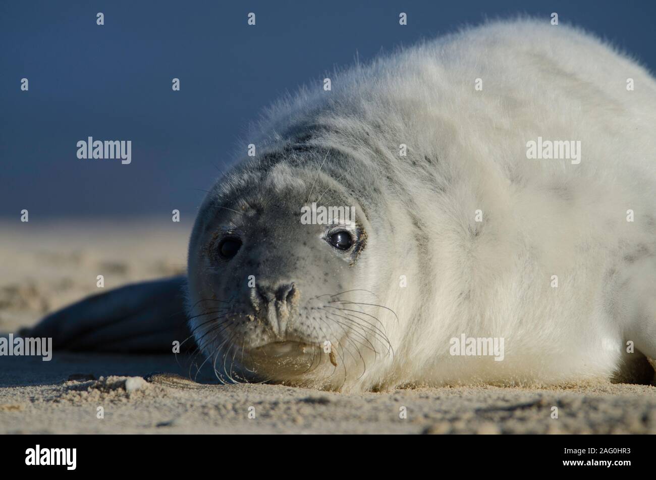 Grey Seals at Winterton on sea beach Stock Photo - Alamy