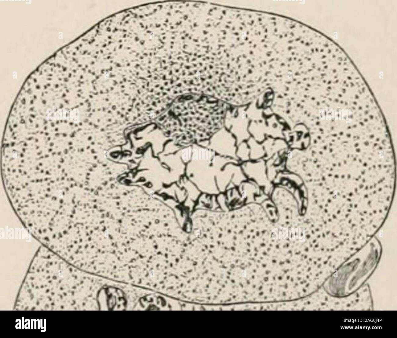 . The cell; outlines of general anatomy and physiology. t they probably ...
