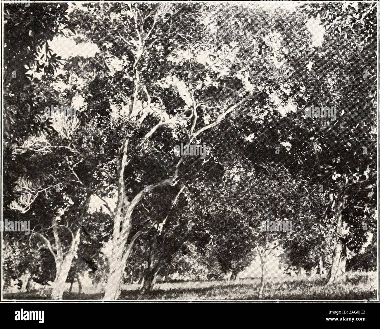 Ackee tree hi-res stock photography and images - Alamy