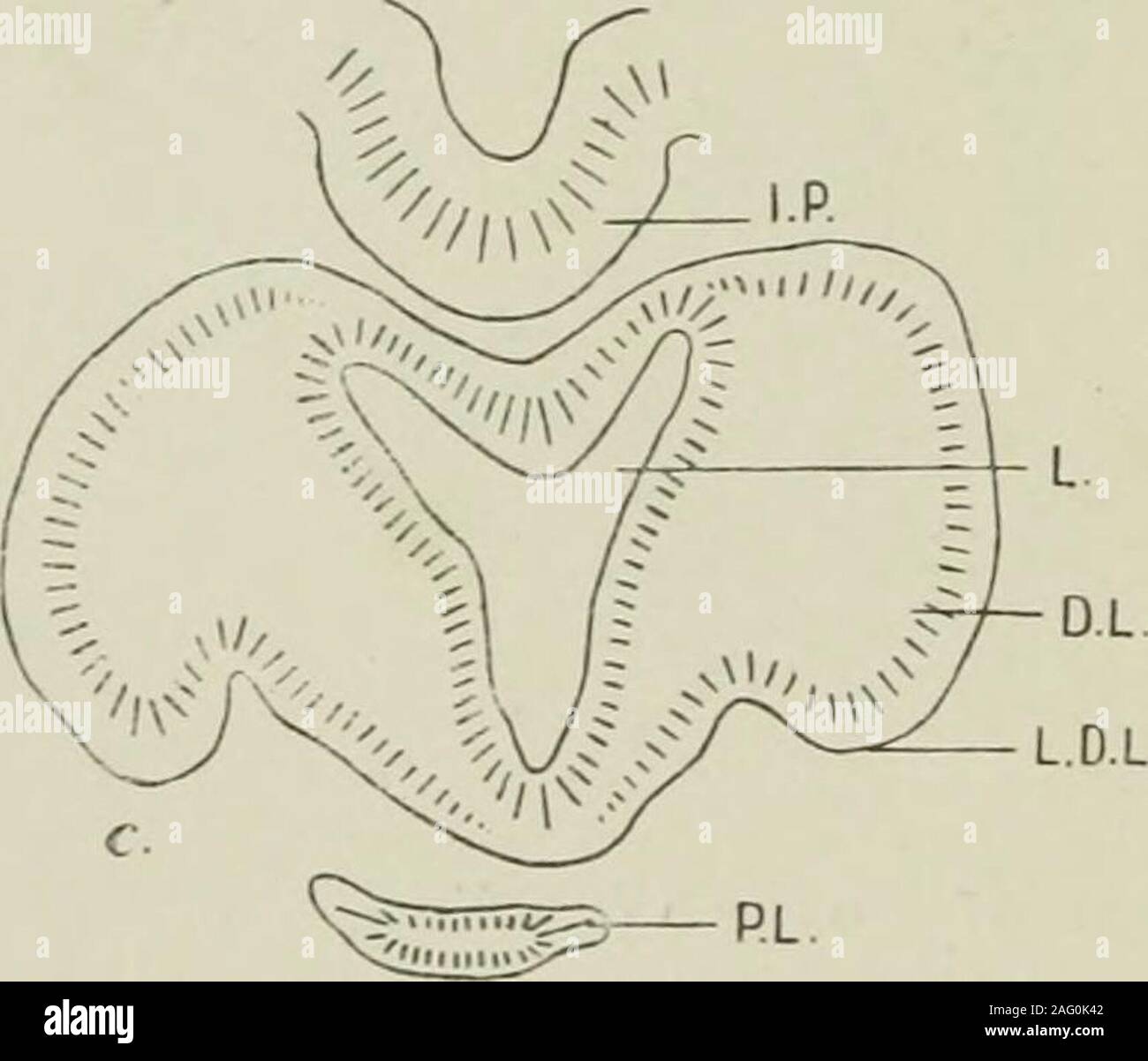 . Journal of anatomy Stock Photo - Alamy