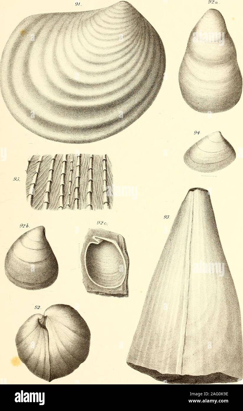 Inoceramus hi-res stock photography and images - Alamy